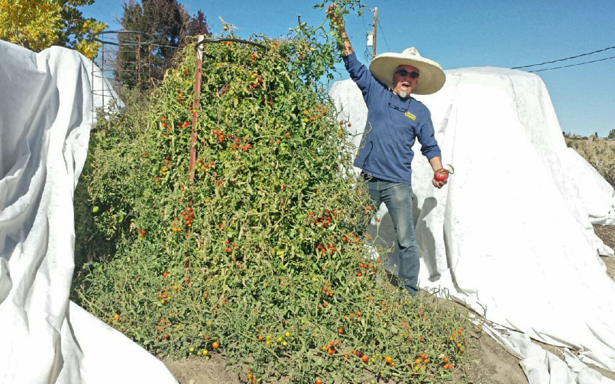 How to Grow Tomatoes in Nevada: A Simple Guide