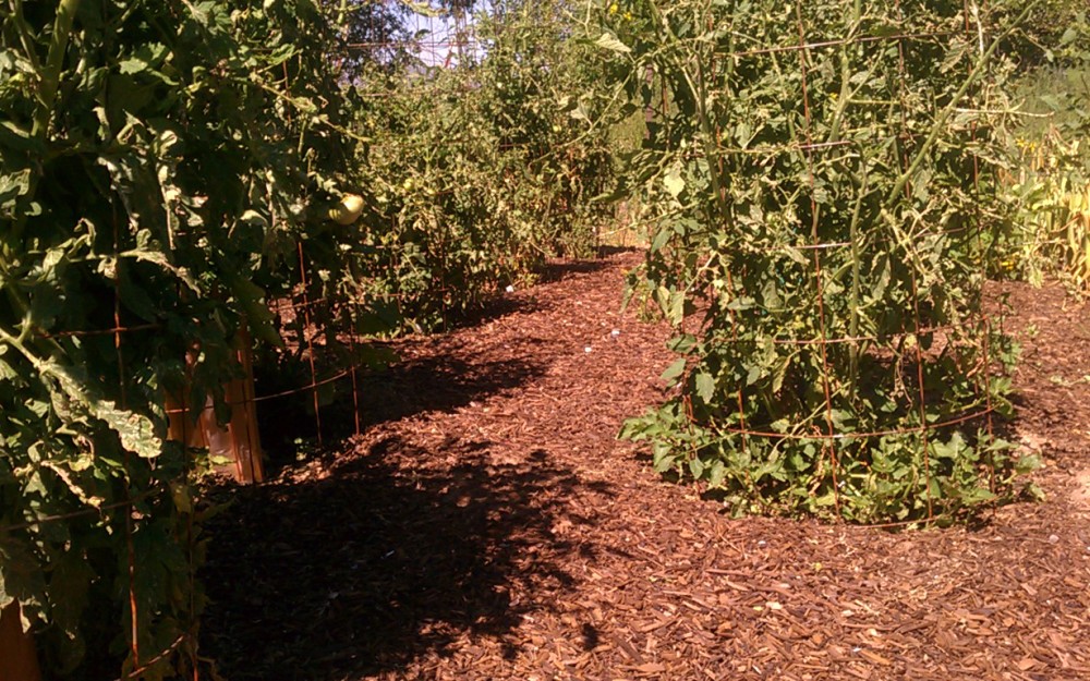 Nevada Gardening: Beat Heat & Flout Drought with Good Soil!
