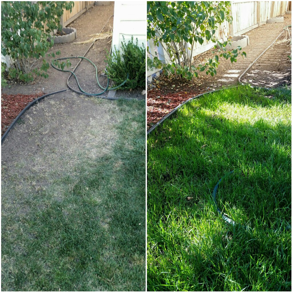Fall Turf Reseed: How to Prep NOW for an Amazing Spring Lawn! - Full Circle
